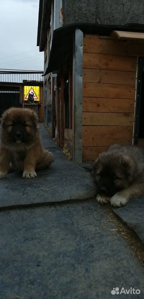 Щенки Кавказской овчарки