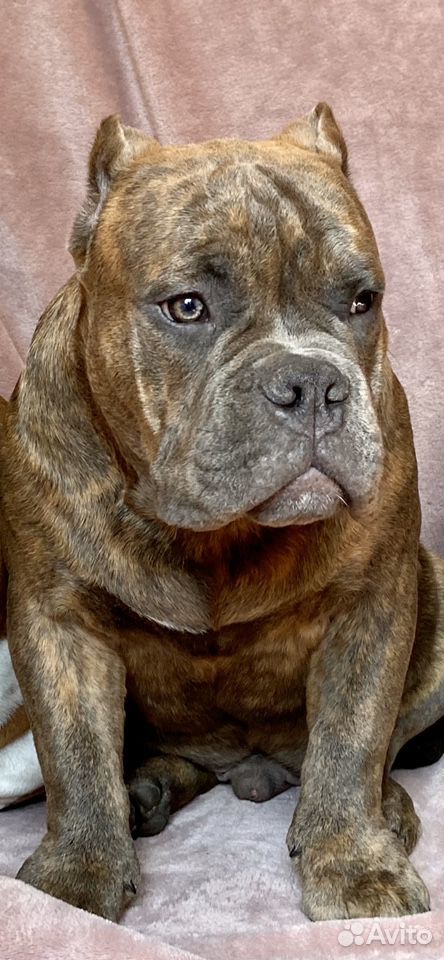 Мальчик американского булли