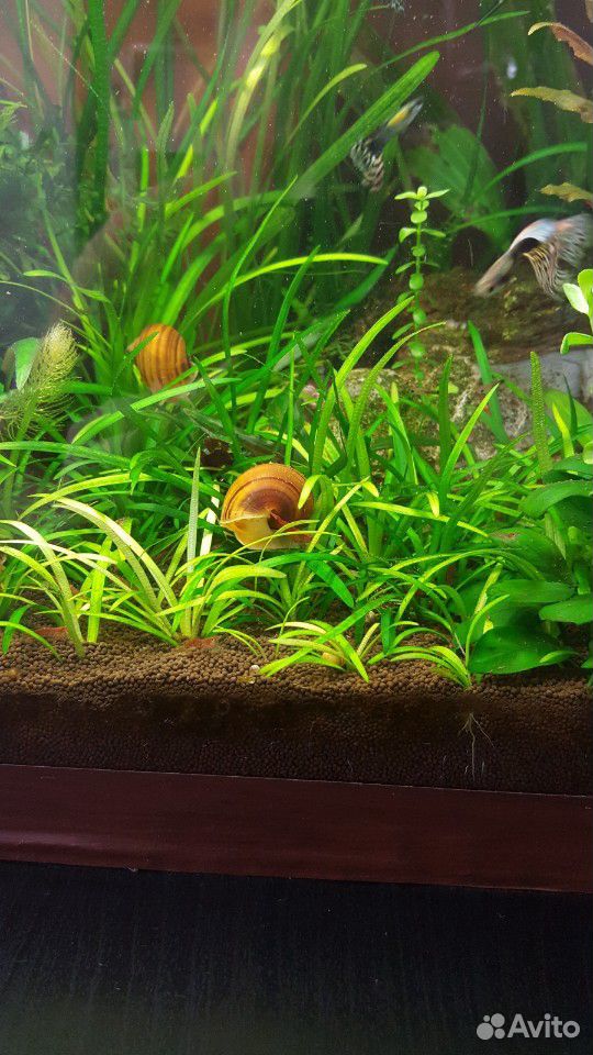 Прополка аквариума