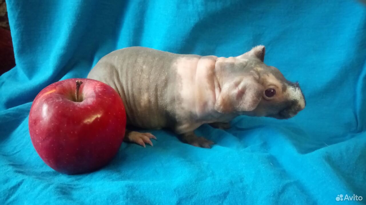 Морские свинки скинни девочки