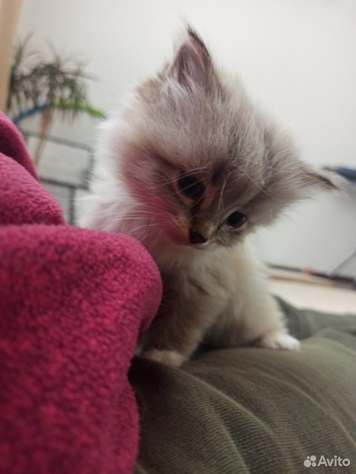 Котенок окраса Невская маскарадная