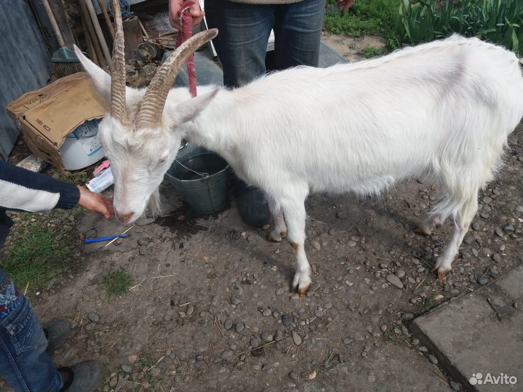 Коза, русская белая, молочная