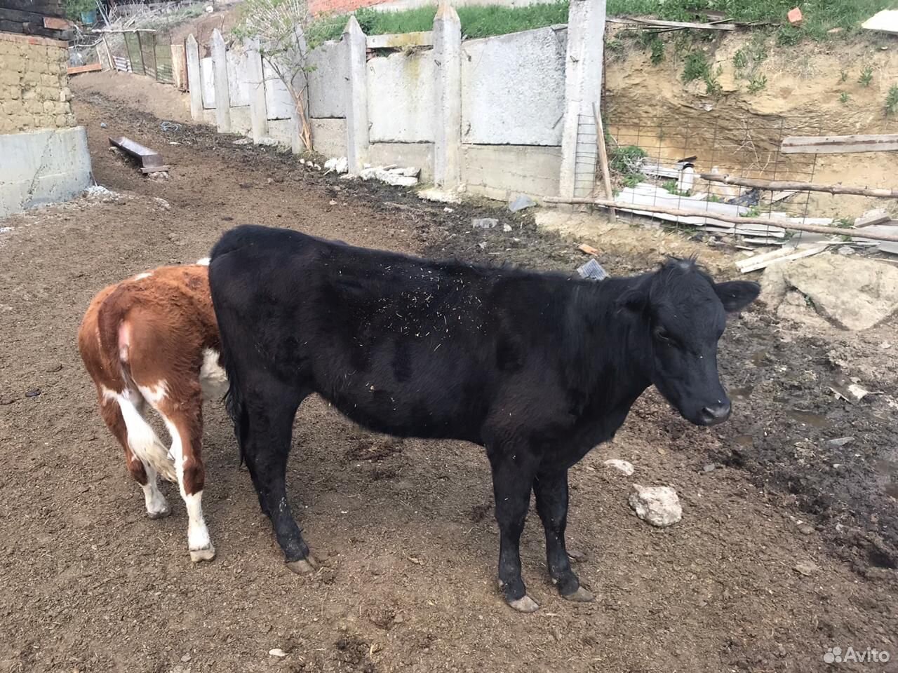 Телка породы абердин