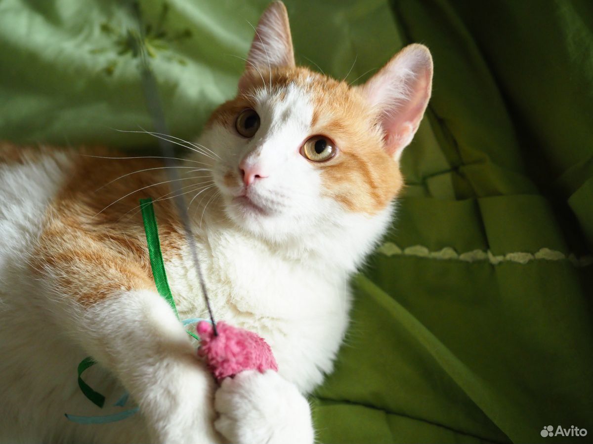 Кот в добрые руки