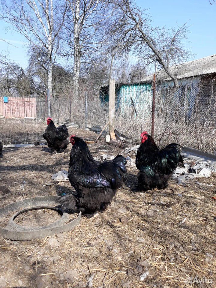 Куры разних пород. Кохохини, Брама, Китайские шёлк