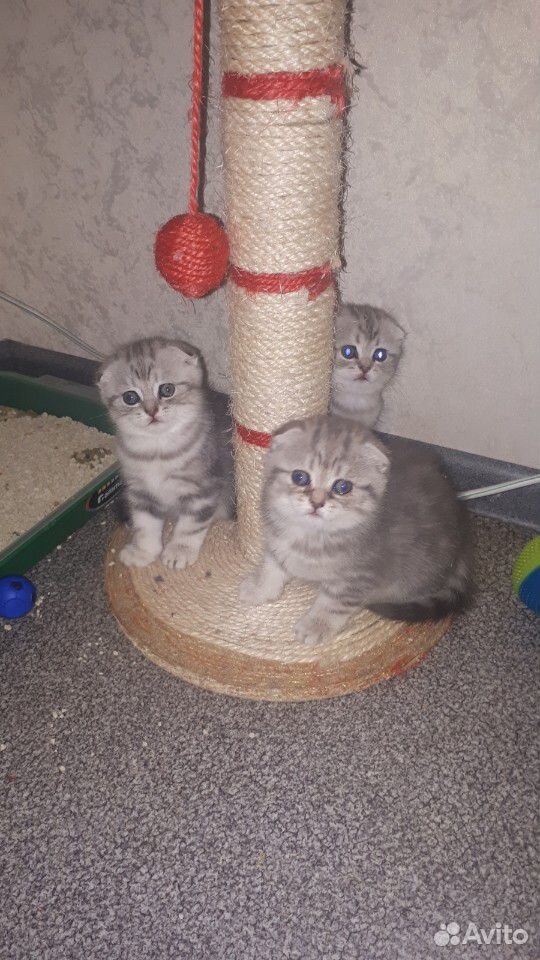 Чистокровные шотландские малыши