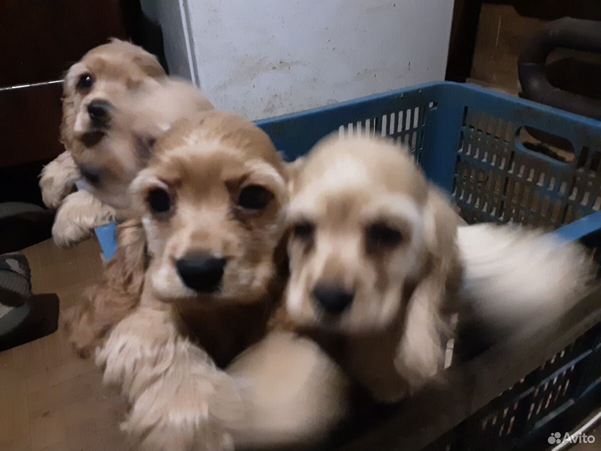 Американский коккер спаниель