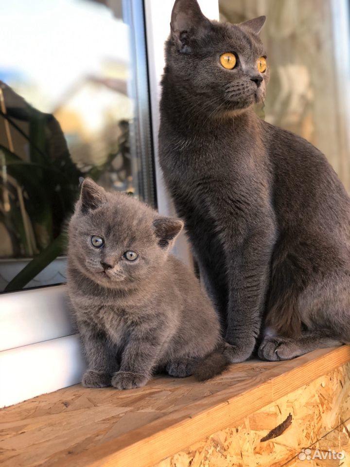 Британские котята