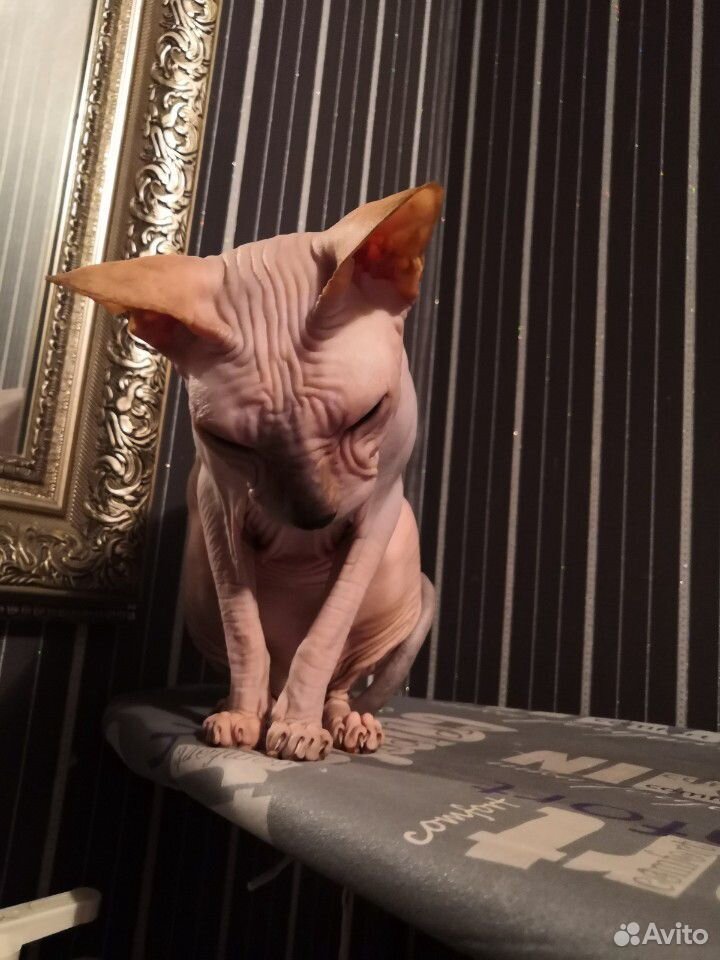 Кошка Донской сфинкс