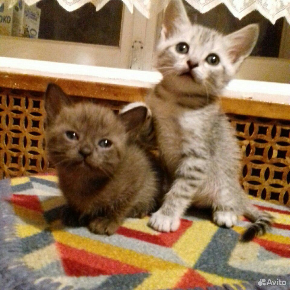Шотландские котята, 2 месяца