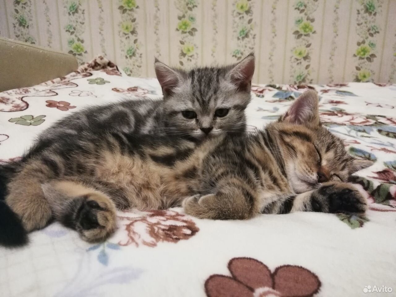 Британские милашки