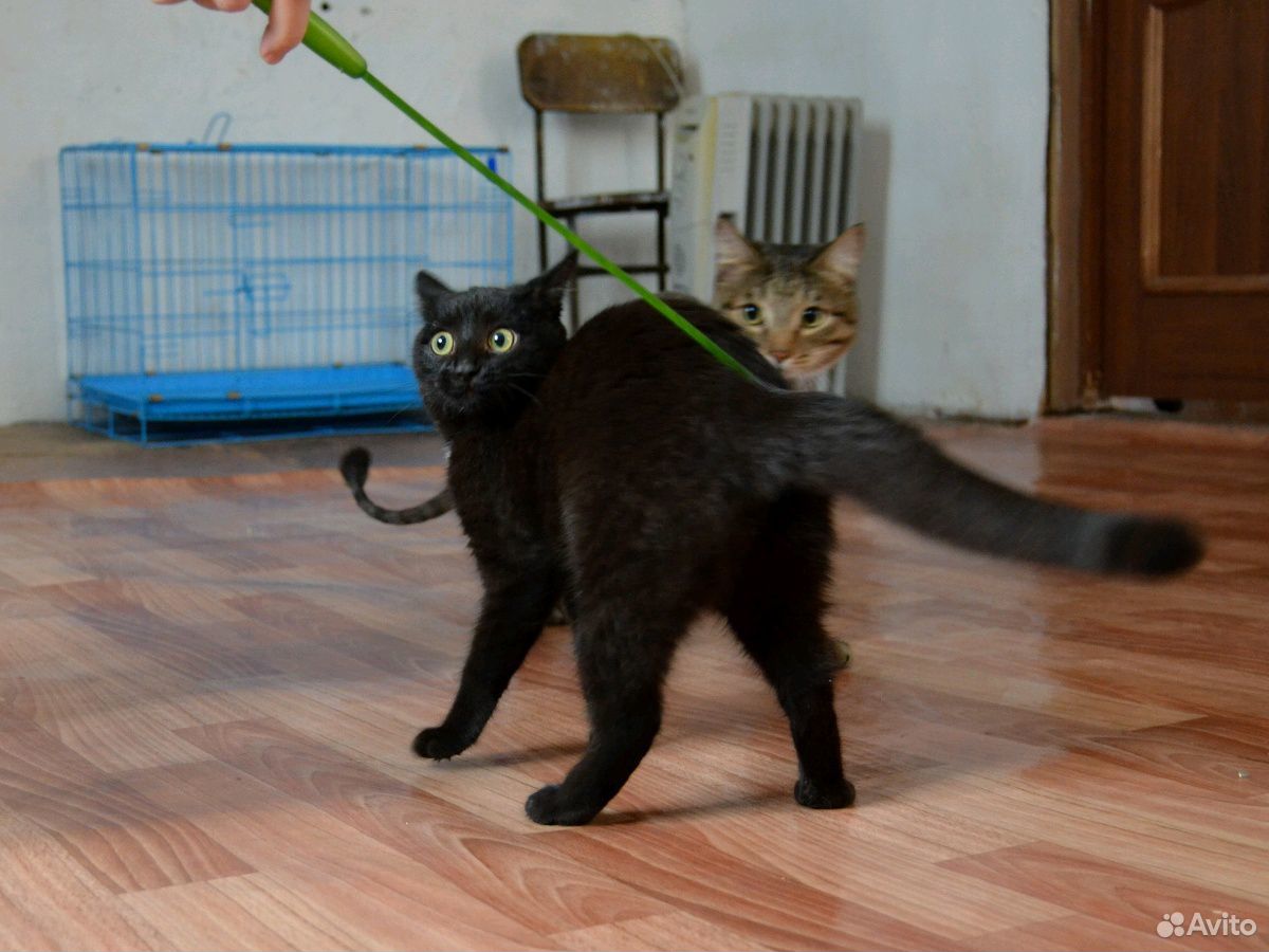 Котёнок Смолька 5.5 месяцев