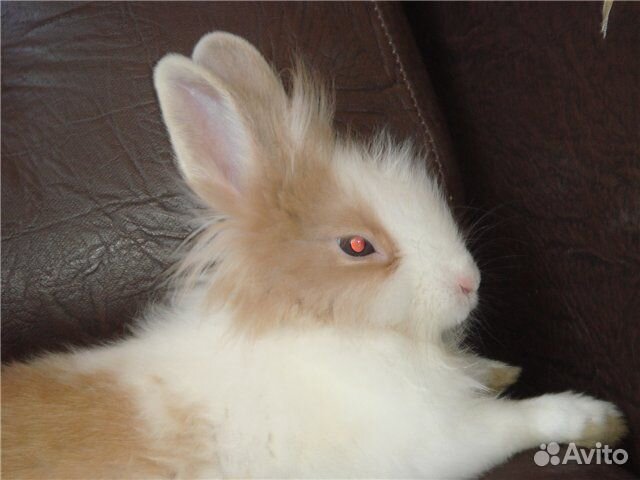 Милая крольчиха в добрые руки