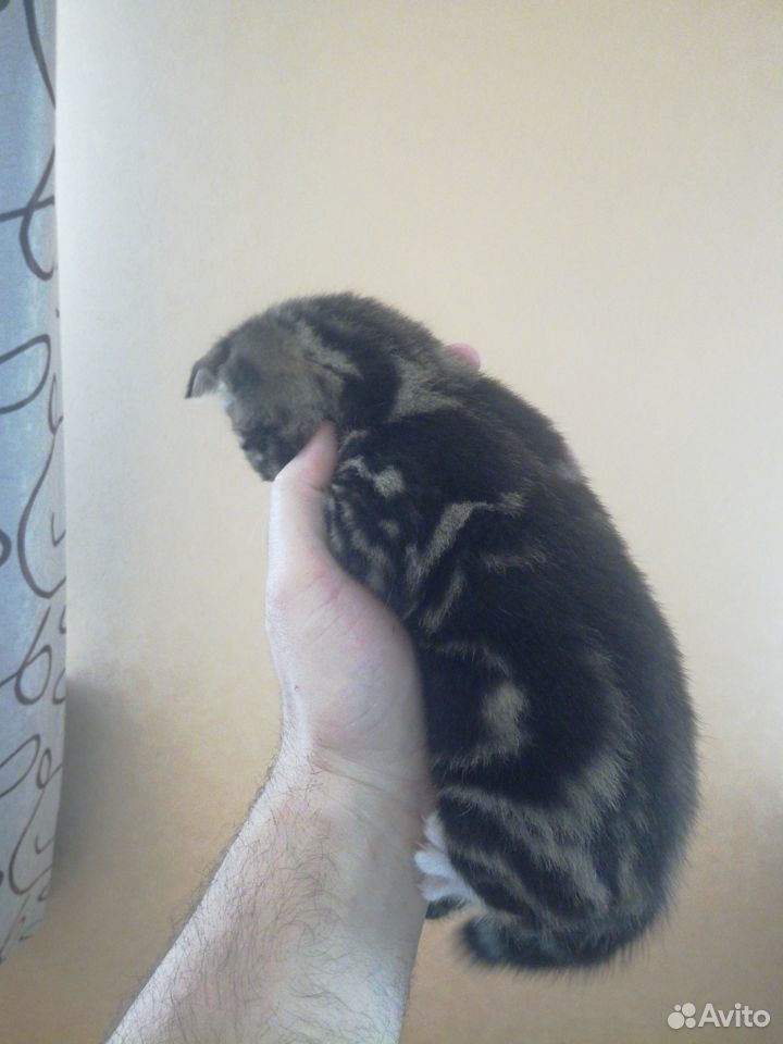 Мраморный шотландец