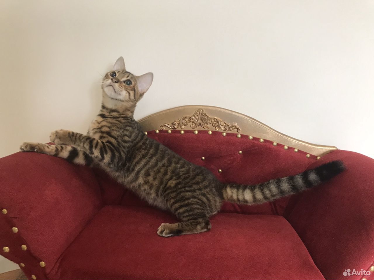 Тойгер котик Mario