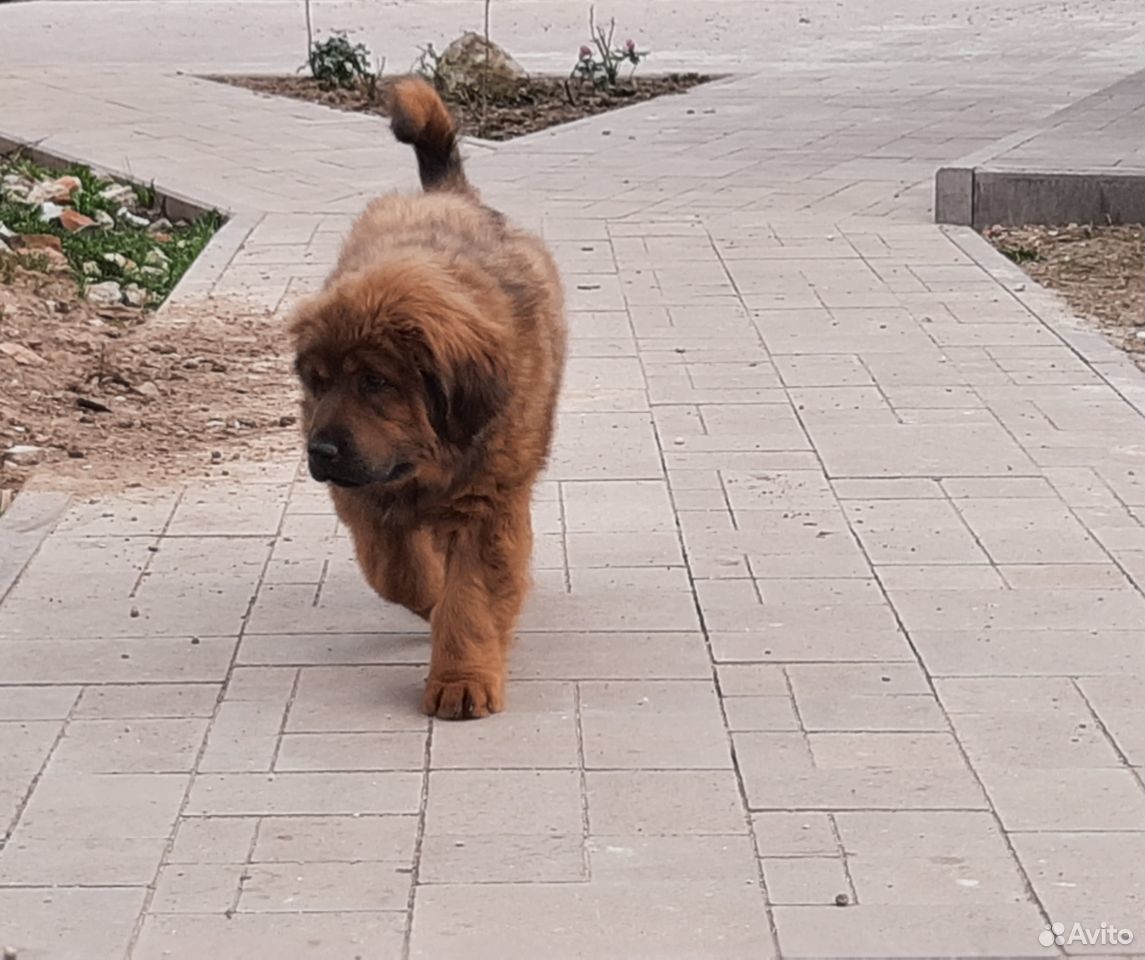 Тибетский мастиф