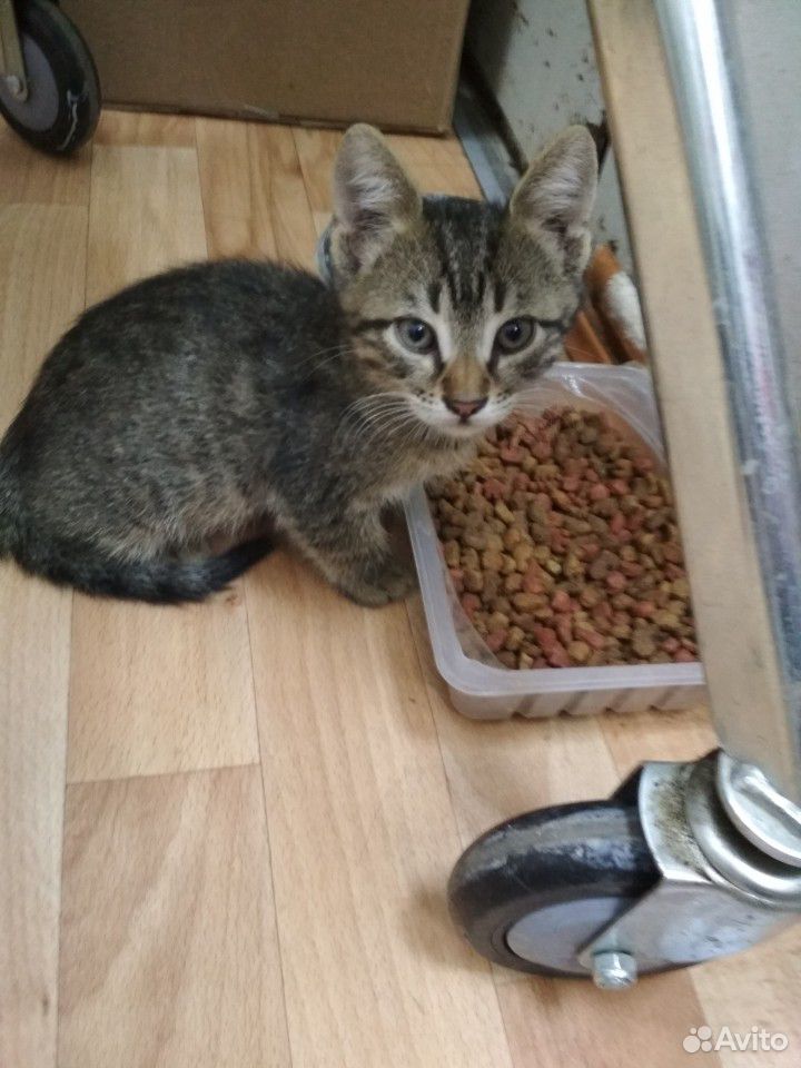 Котенок мальчик примерно 2 мес