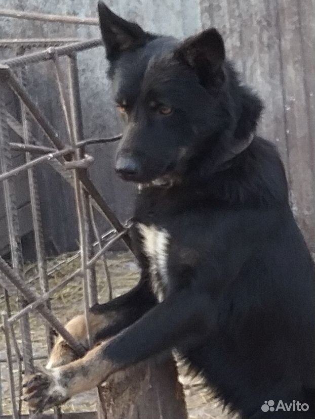 Кобель Арчи, хорошая охрана