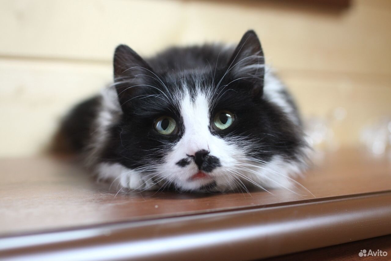 Пушистая Бусинка. Кошка в дар. 8 месяцев