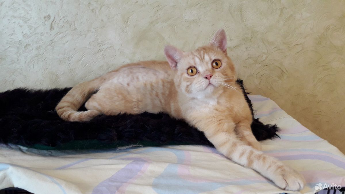 Кот Ёжик