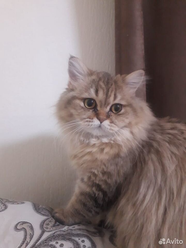 Ищем кота