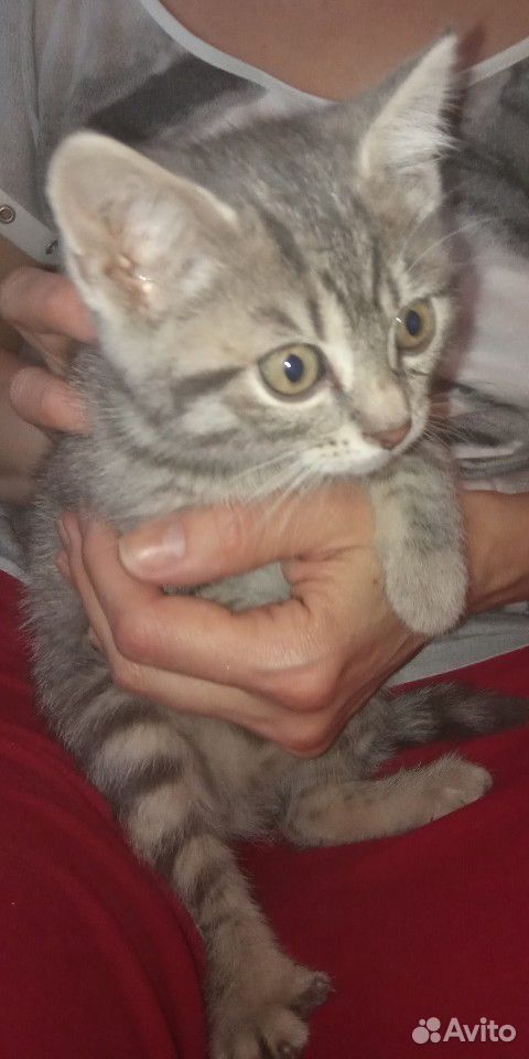 Кошечка