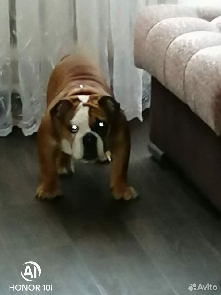 Англичанин мальчик