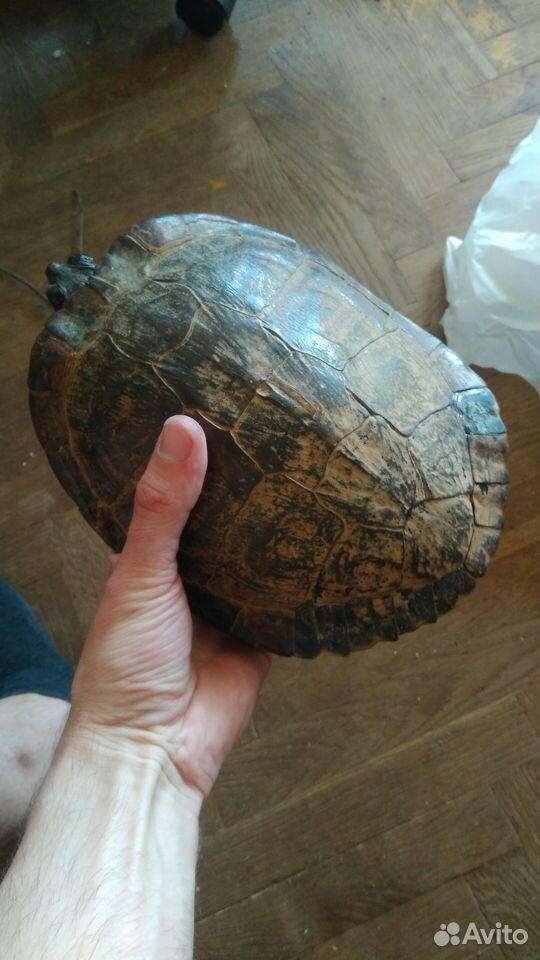 Черепаха красноухая