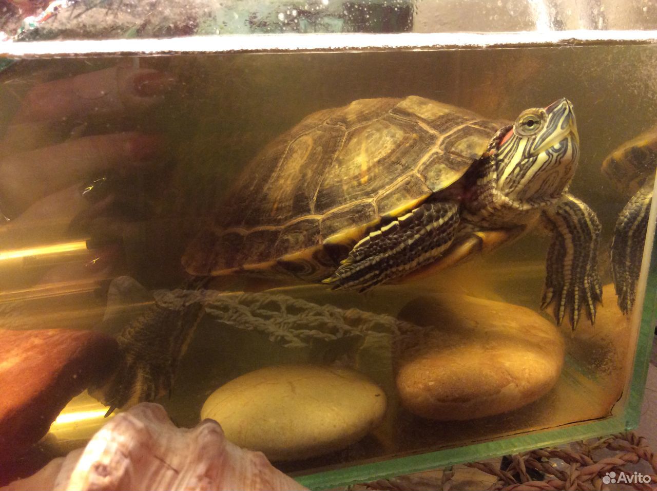 Черепаха красноухая водоплавающая