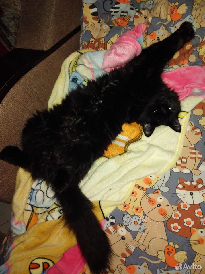 Кот Уголёк