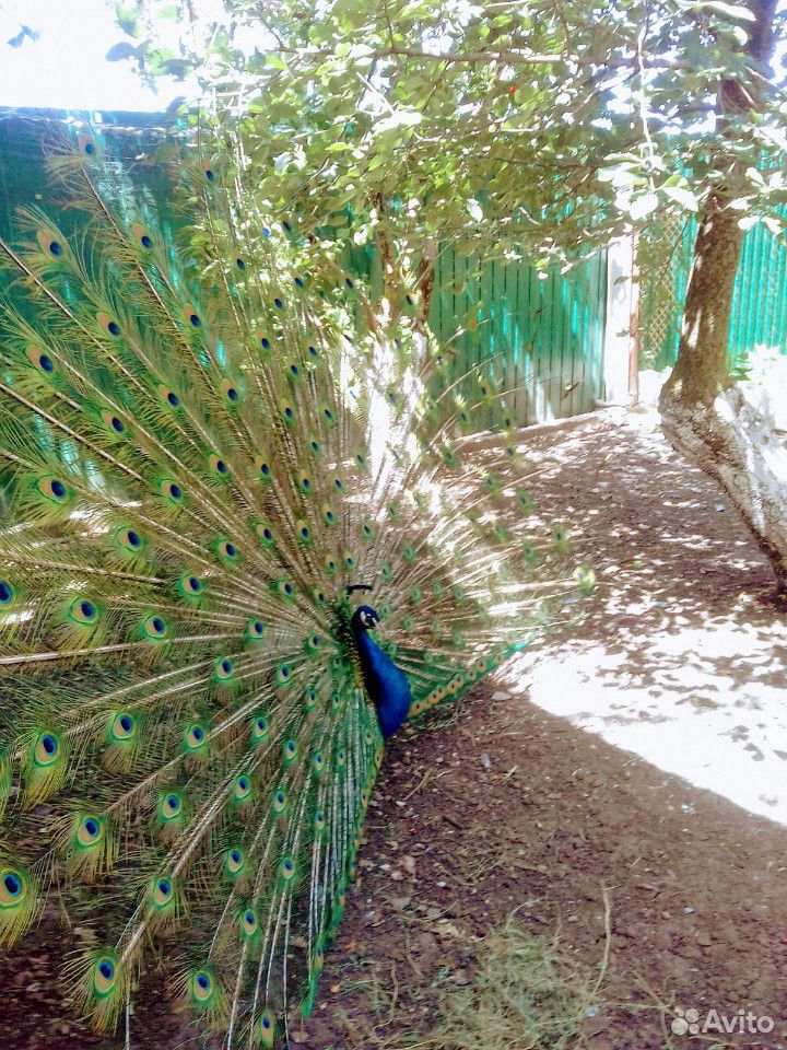 Продам павлинов