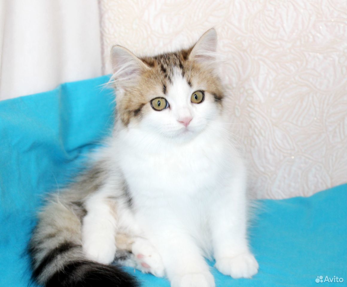 Шотландский, красивенький котик (хайленд страйт)
