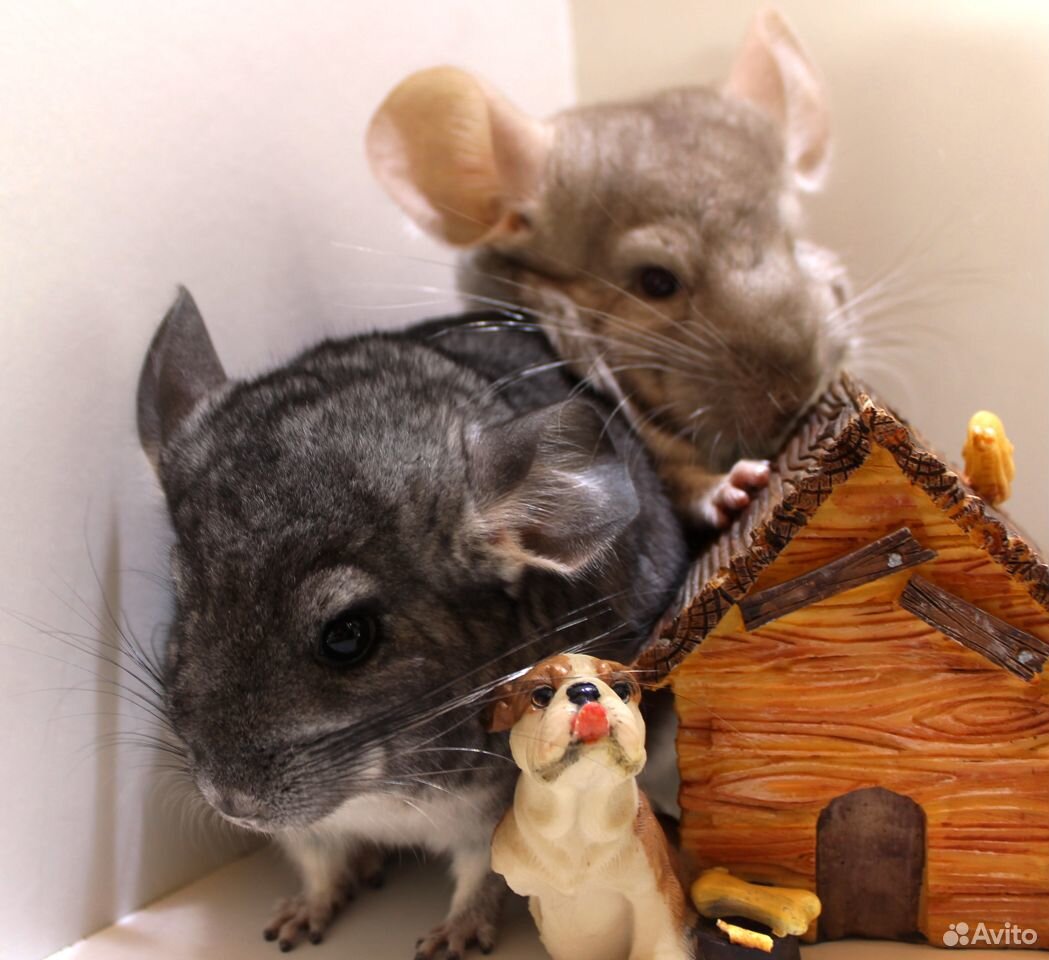 Шиншиллы братик и сестричка
