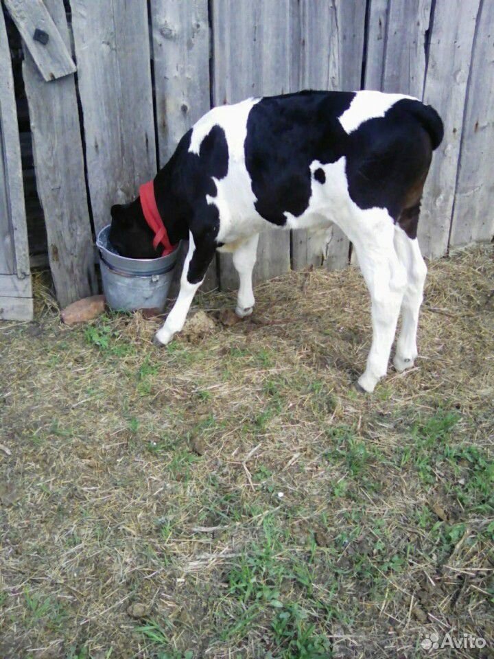 Продам бычка, возраст 1 месяц