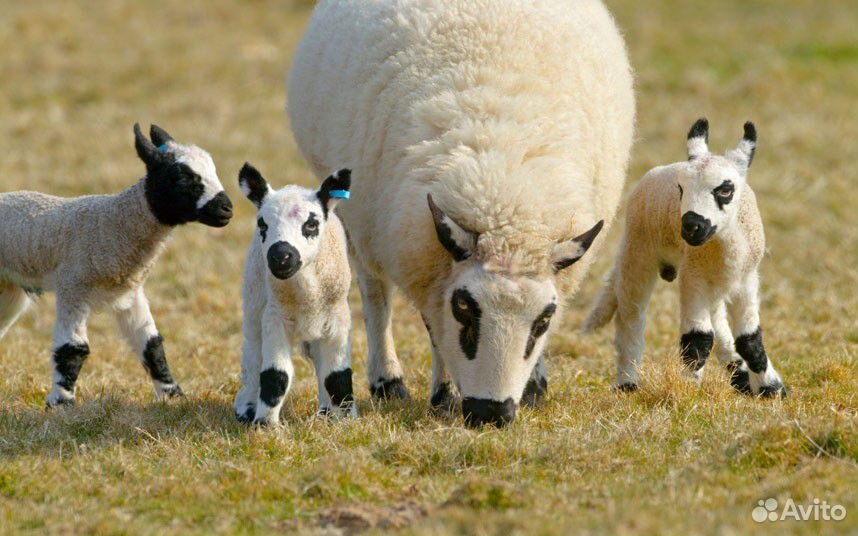 Продаю шерсть