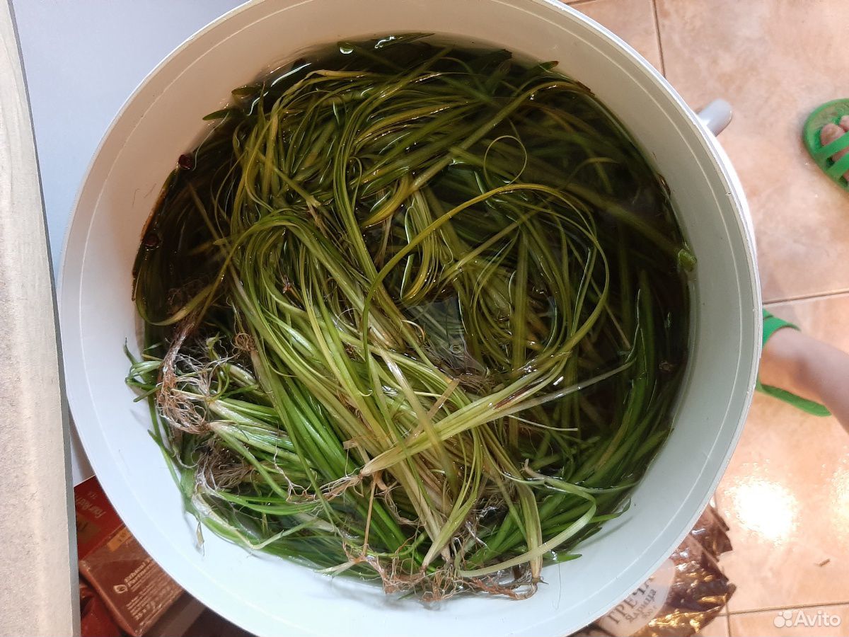 Водоросли - роголистник