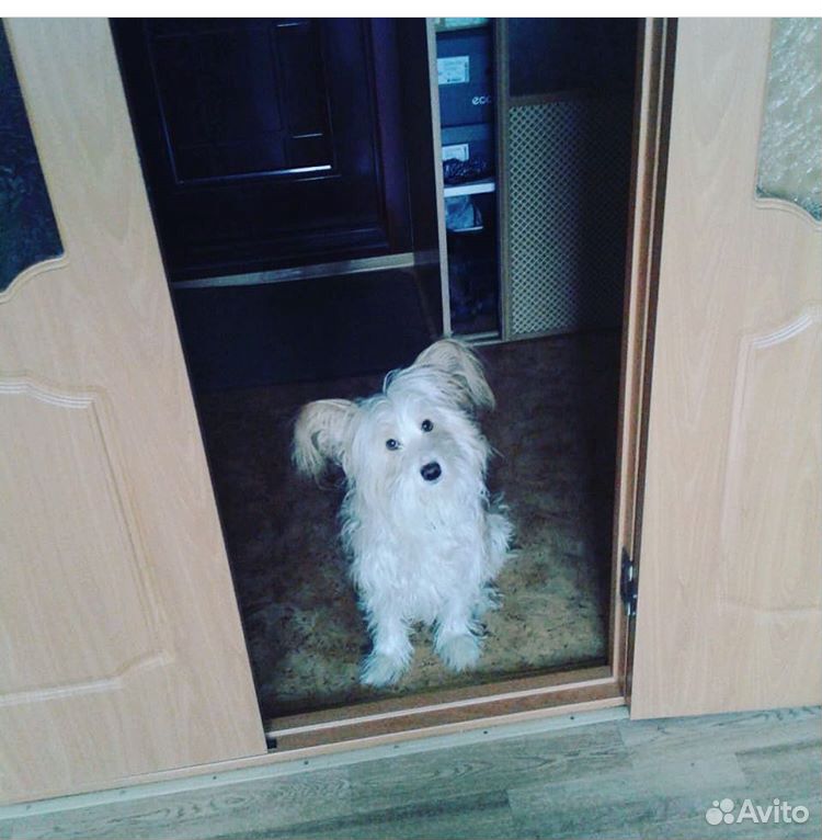 Помесь китайский хохлатый