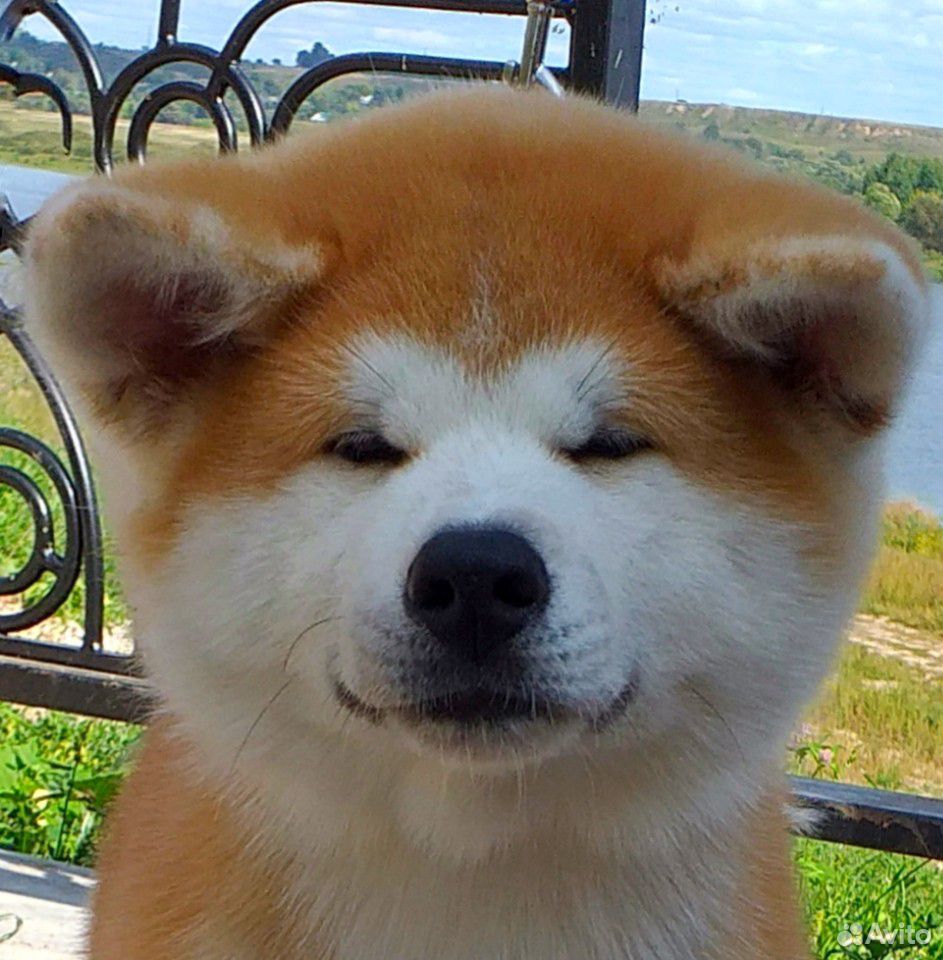 Щенки Акита-ину. Шоу класс