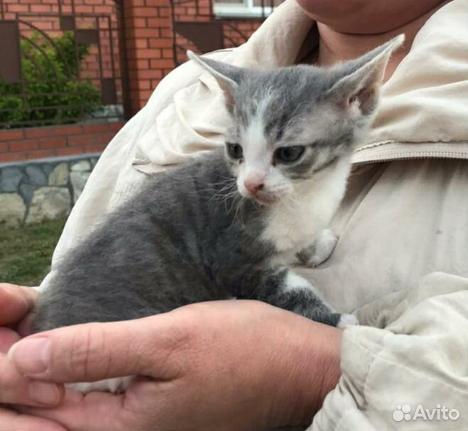 Котенок браш. бесплатно