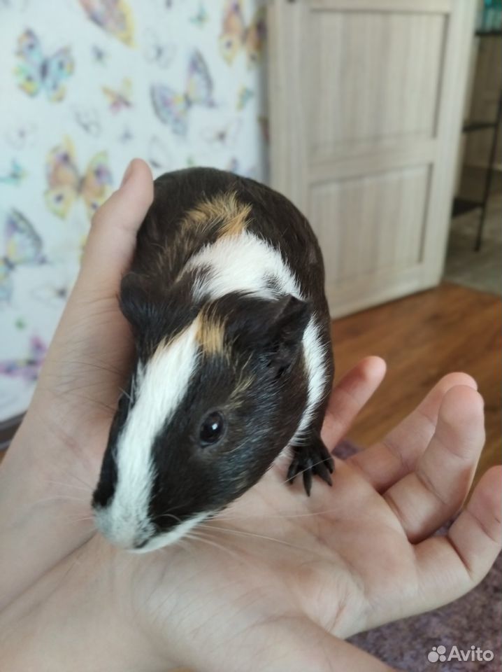 Продам молодую морскую свинку