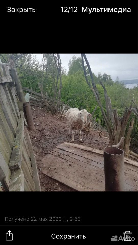 Бараны