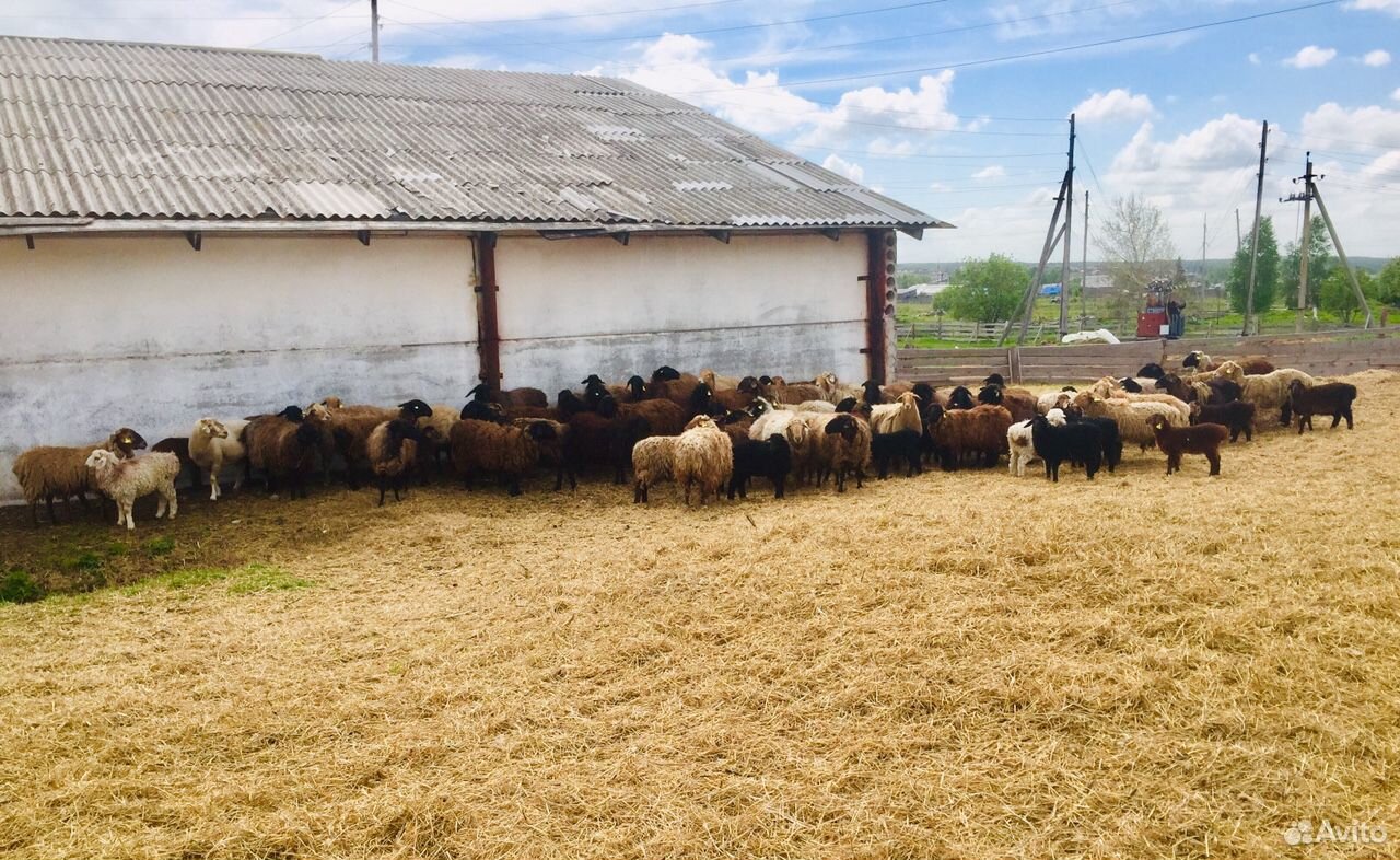 Овцы Эдильбаевской породы