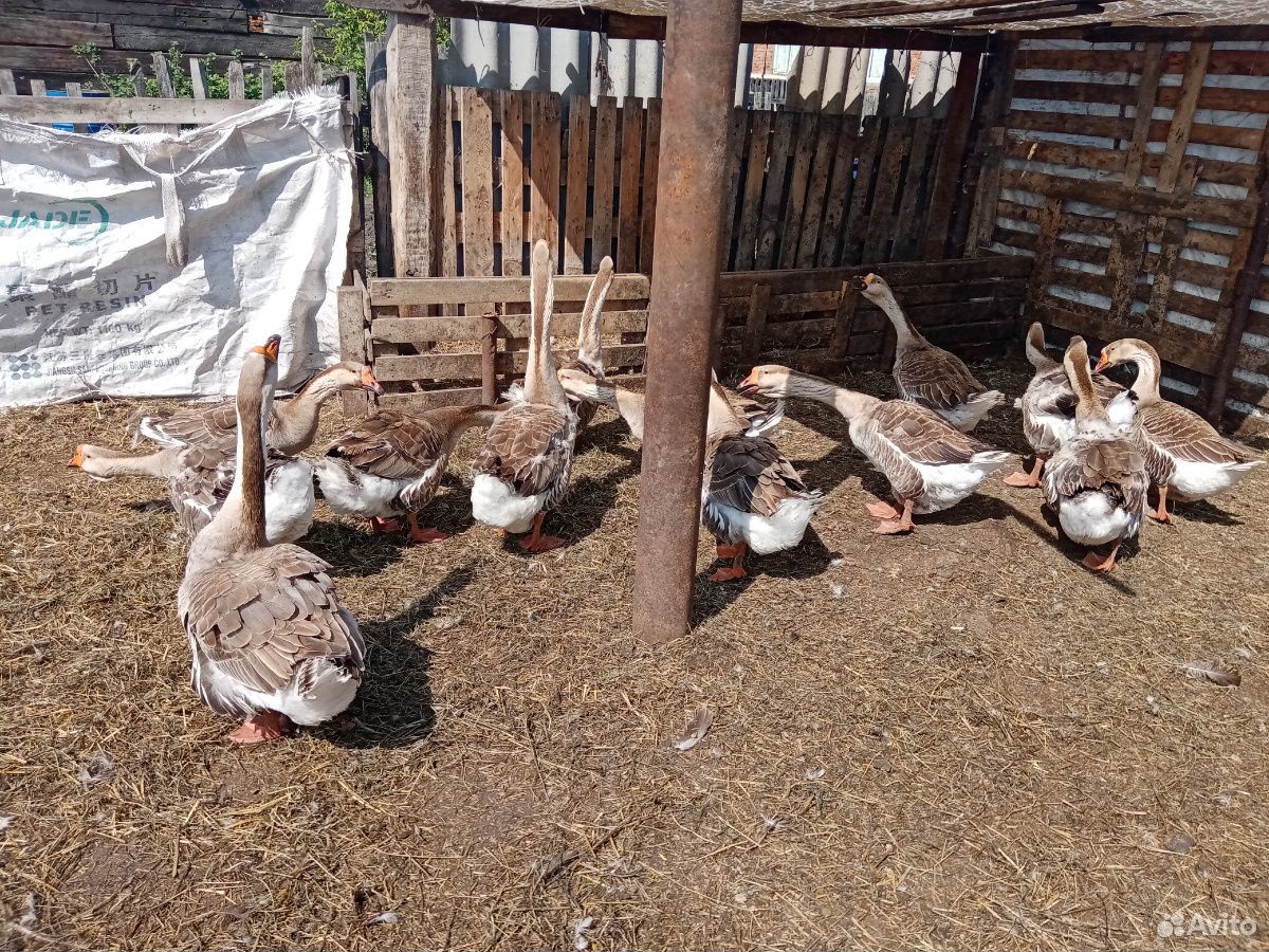 Гусь холмогор