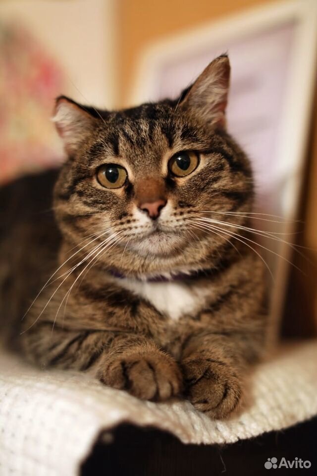 Атос. Красвый кот ищет дом