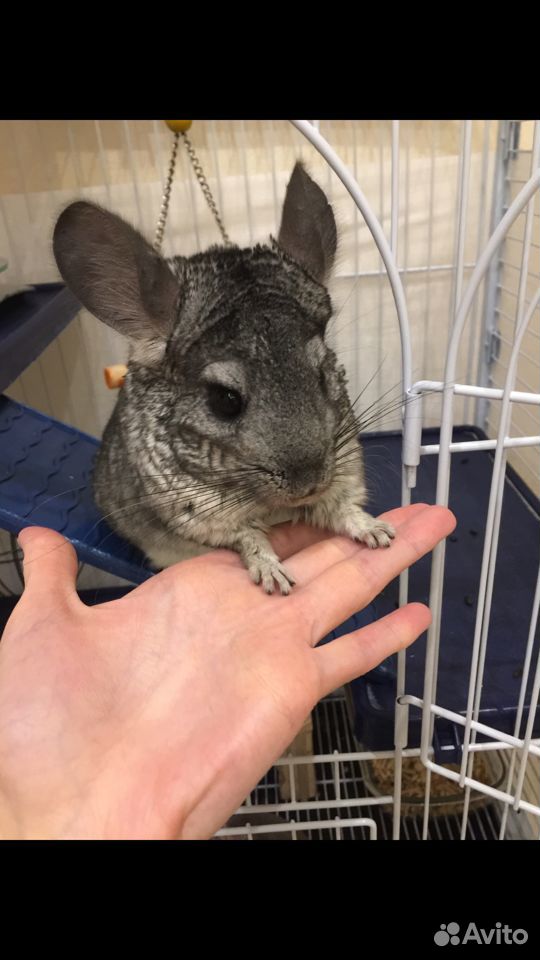 Шиншиллы (пара)