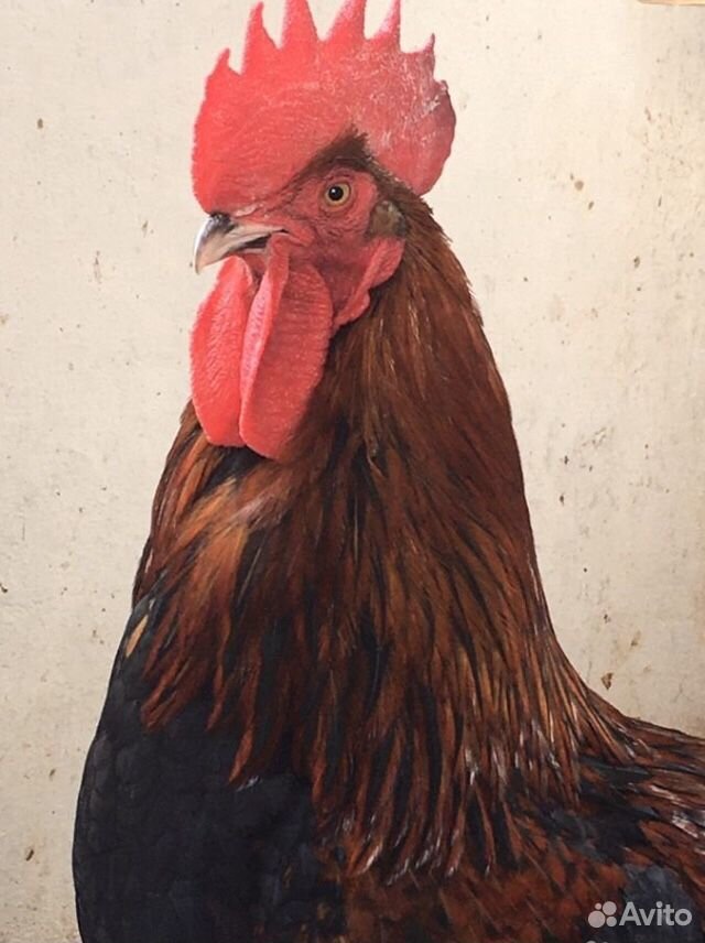 Петухи
