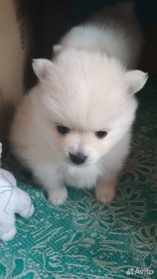 Щенки померанского шпица