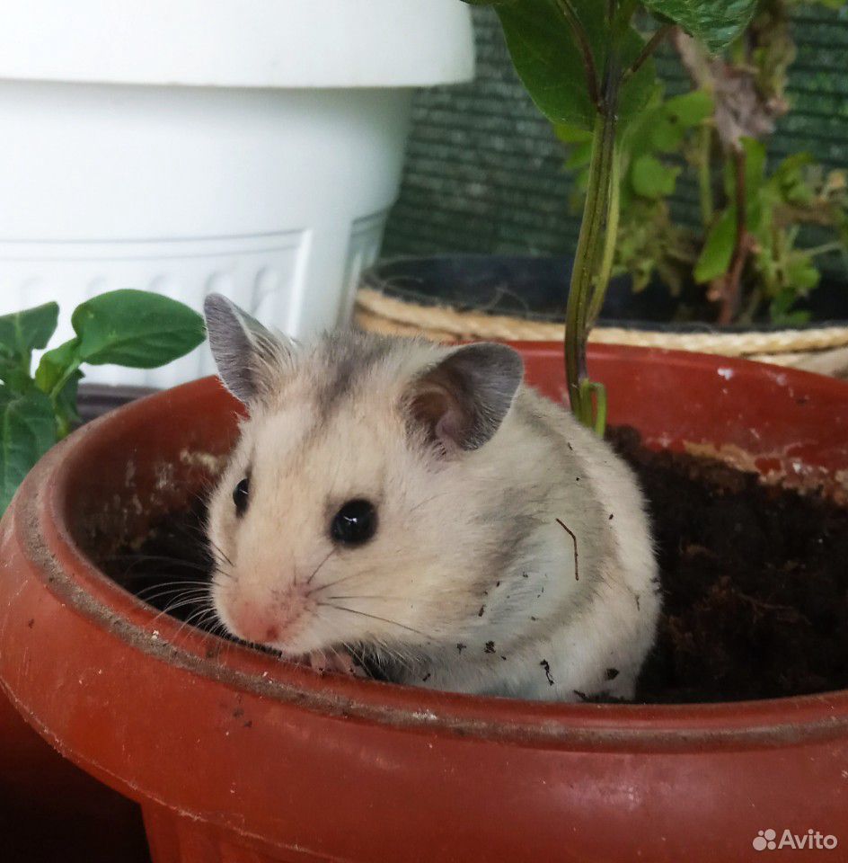 Сирийский хомяк