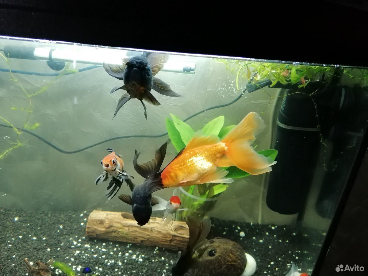 Продаю или обменяю на 2 рыб попугаев