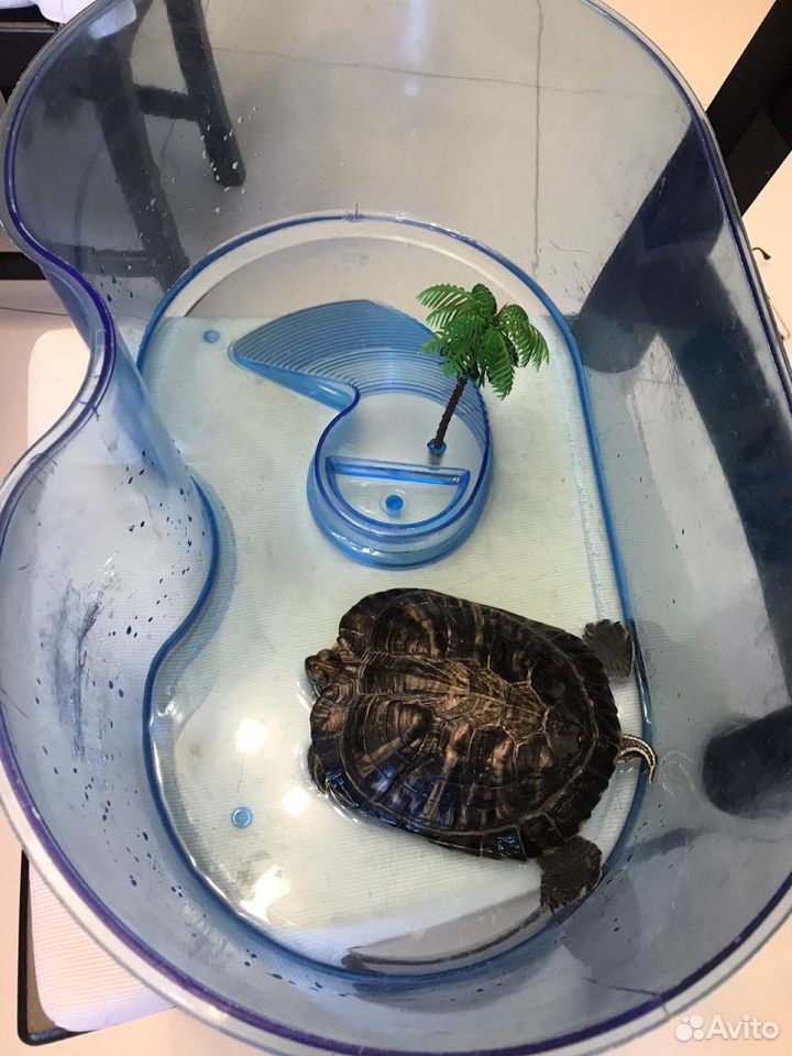 Черепаха красноухая